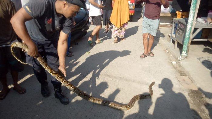 Bobok Lantai, Petugas Damkar Susah Payah Tangkap Ular Piton 3,5 Meter ... Bobok Lantai, Petugas Damkar Susah Payah Tangkap Ular Piton 3,5 Meter ...